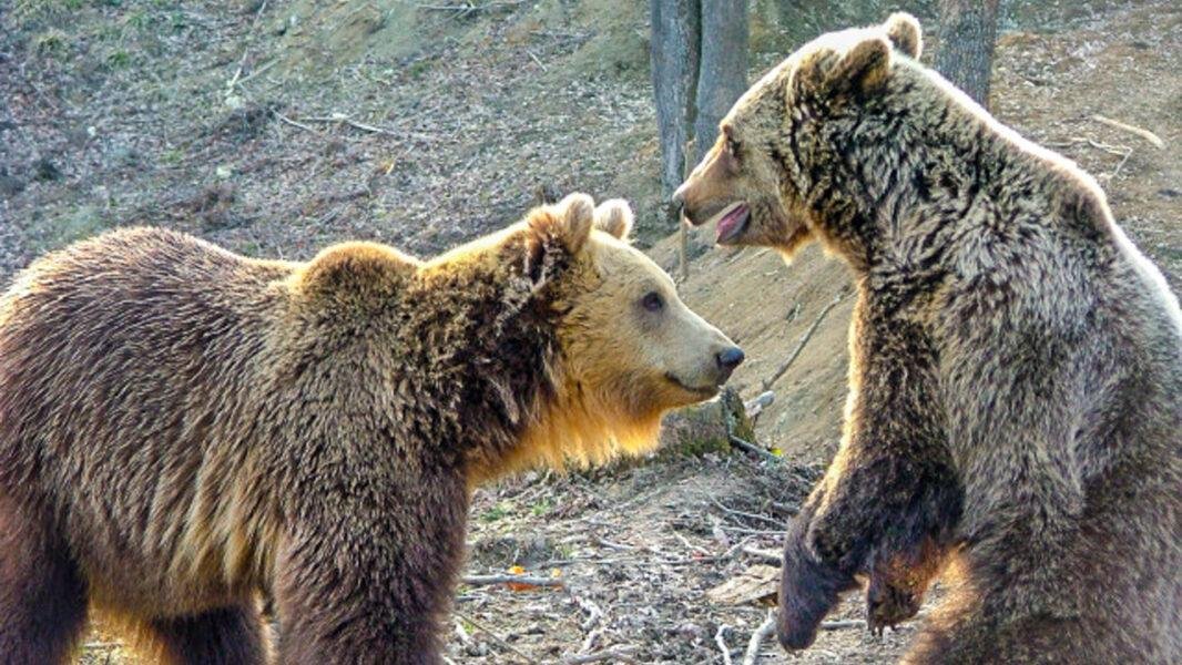 carpathian-bear - RomaniaTourStore
