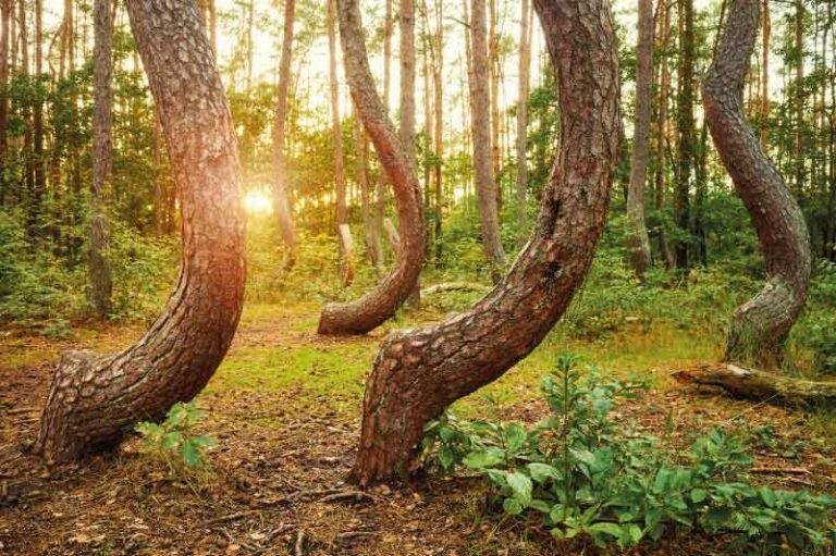 Hoia baciu forest – RomaniaTourStore